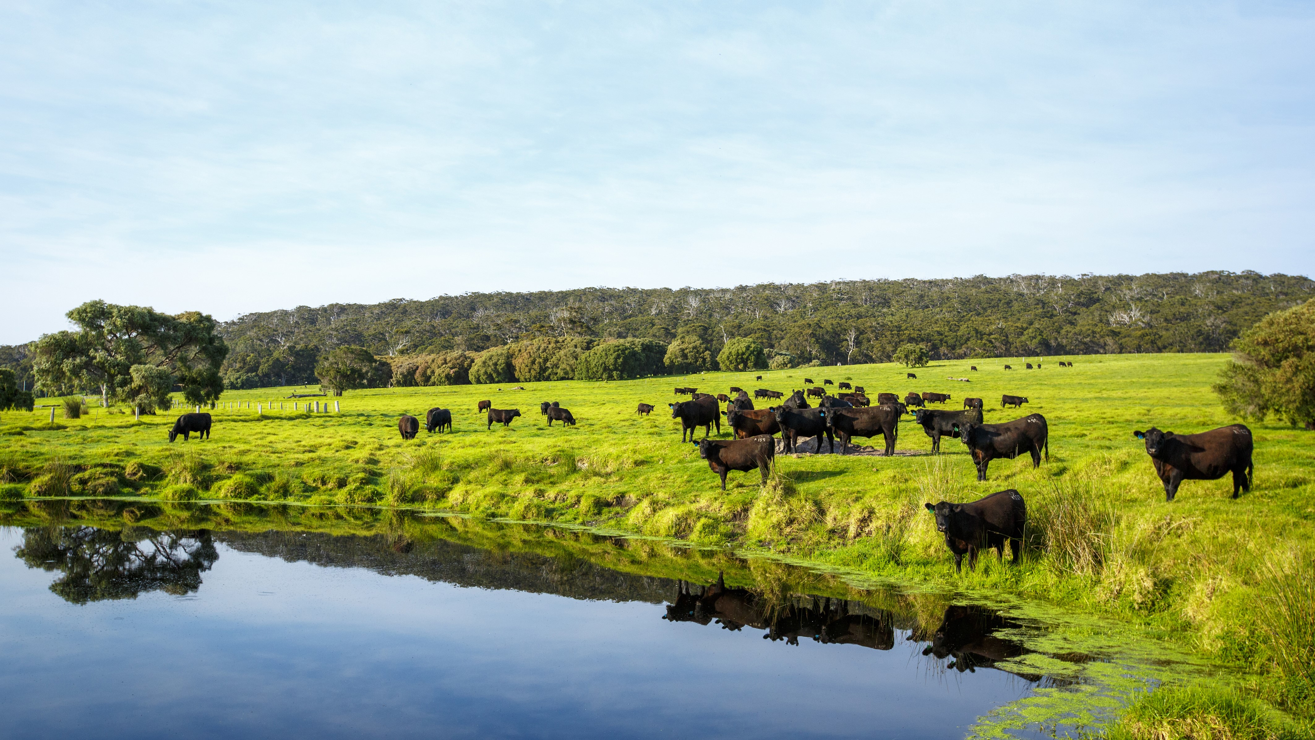 Plan for Great Southern unveiled as part of WA Recovery Plan