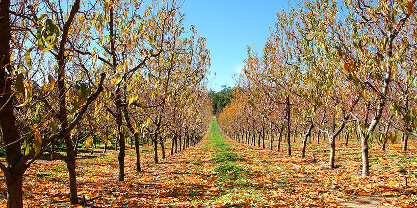 Draft report for Pickering Brook and Surrounds released for comment