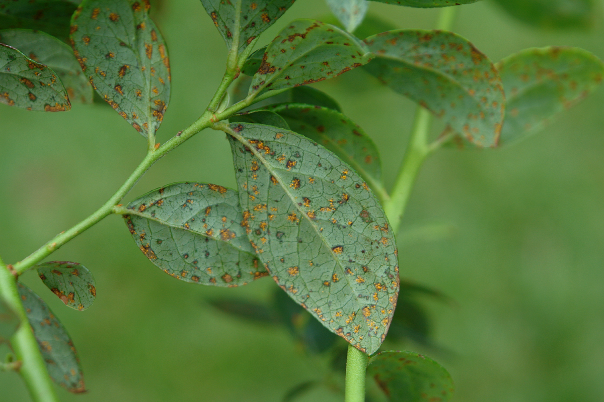 Check plants for blueberry rust
