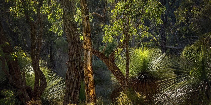 Forest | Western Australian Government