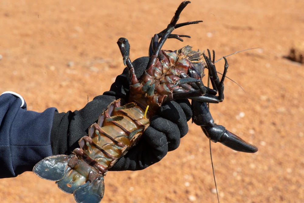 Freshwater fishing for marron is a unique experience