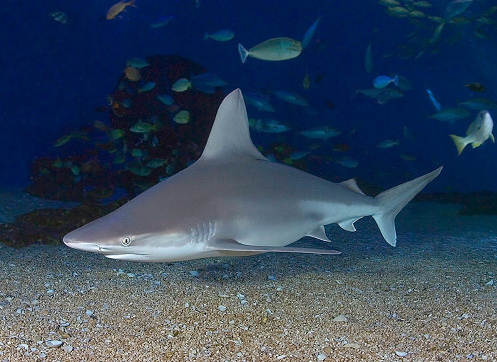 WA's commercial shark fisheries have new rules around fins