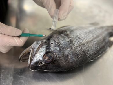 National Science Week: Understanding connectivity in WA’s fish populations