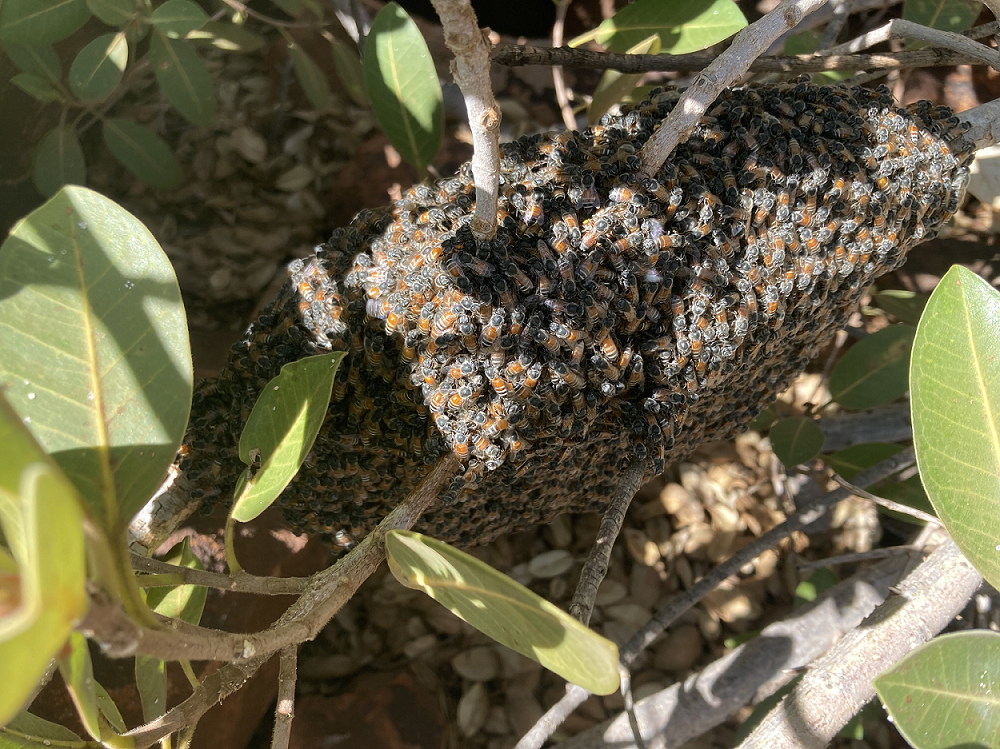 Quarantine Area to support red dwarf honey bee eradication response