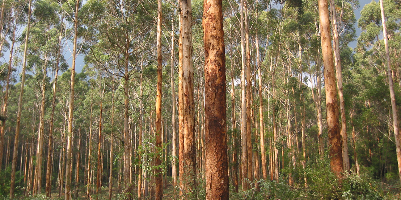 Thumbnail tile - Native Forest | Western Australian Government