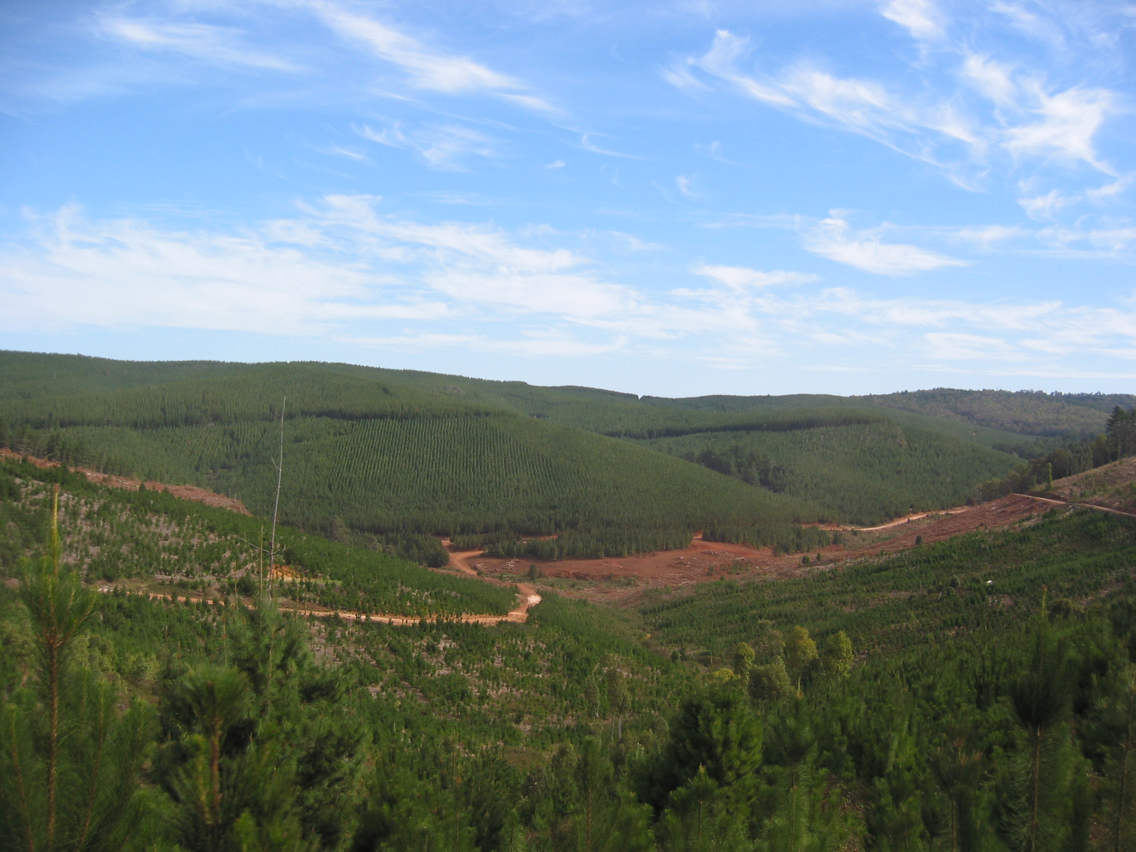 Pine plantation | Western Australian Government