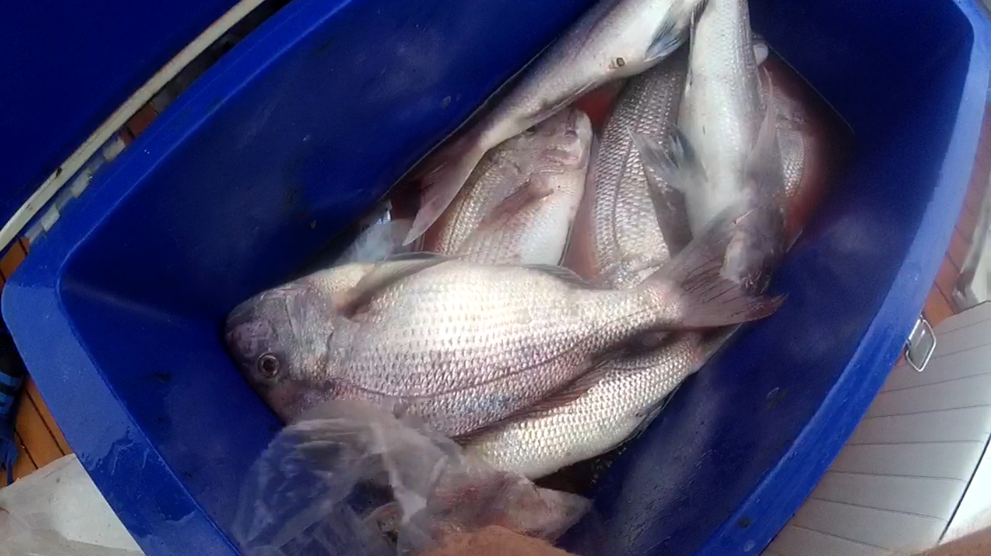 Four fishers hit with court fines totalling more than $14,200