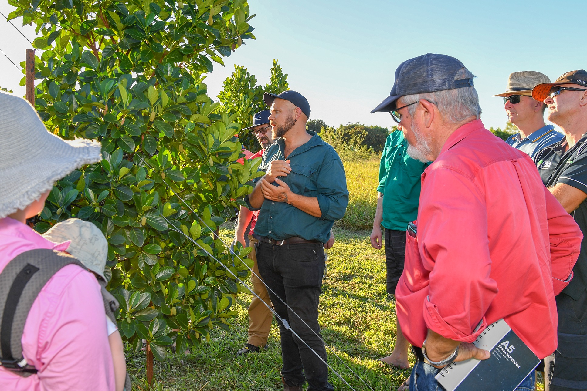 Jackfruit shows new crop potential in State’s north