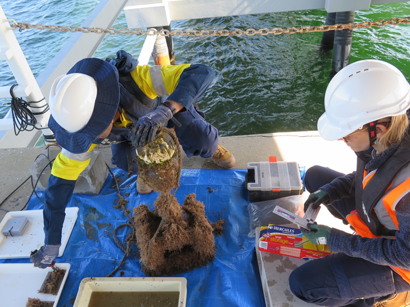 Biosecurity Week - keeping an eye on aquatic pests