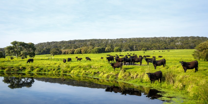 Plan for Great Southern unveiled as part of WA Recovery Plan