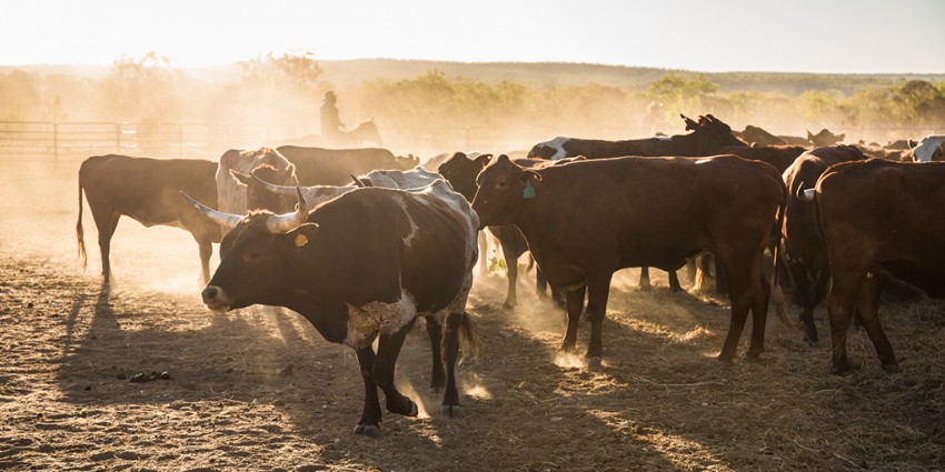 Pastoral Lands Board streamlines pastoral agistment process