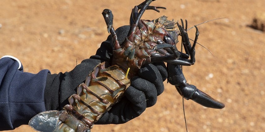 WA’s much-awaited marron season opens this weekend