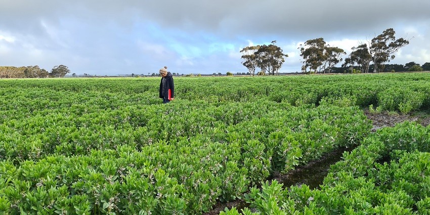 How do your faba beans grow?