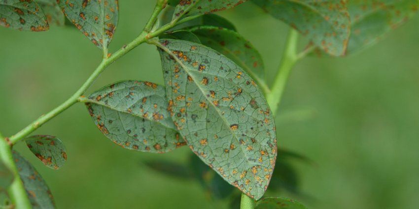 Check plants for blueberry rust