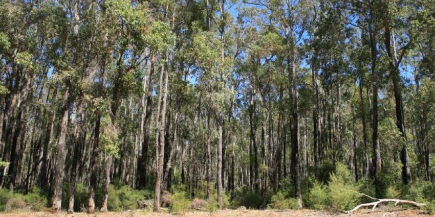 Indicative Native Timber Volumes post-2023