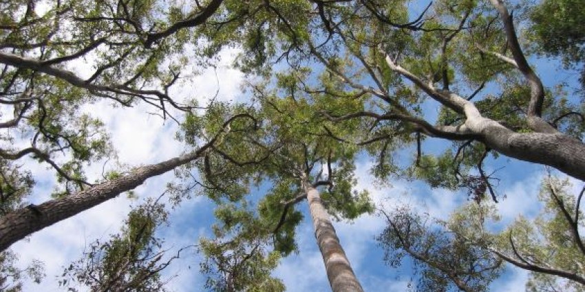 Protecting Western Australia’s native forests