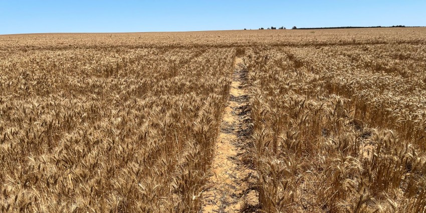 Wheat sowing depth tested on sandplain soils