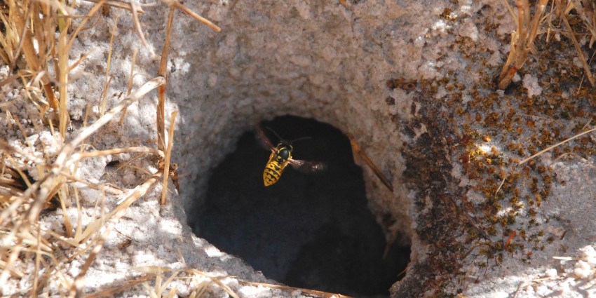 European wasp find prompts alert to Wheatbelt residents