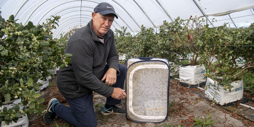 Blueberry crops host pollinator trials