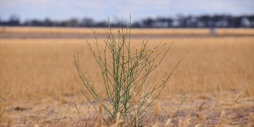 No bones about 2022 skeleton weed summer campaign
