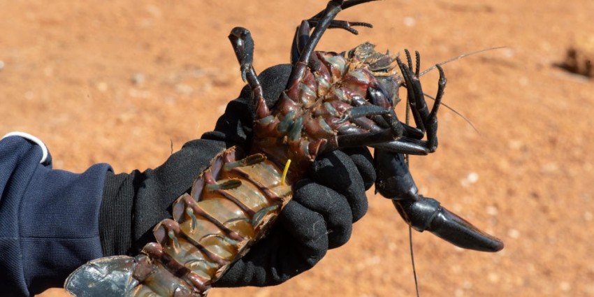 Freshwater fishing for marron is a unique experience