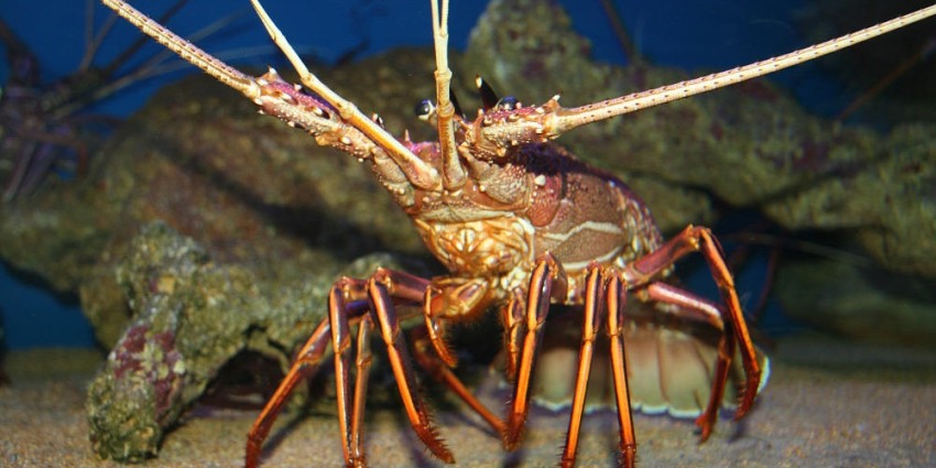 Get your new recreational rock lobster fishing guide