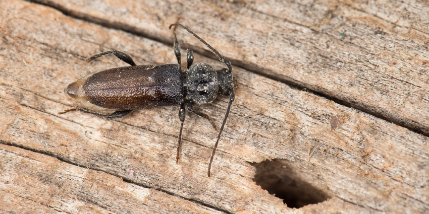 Time to clear dead pine to prevent borer spread