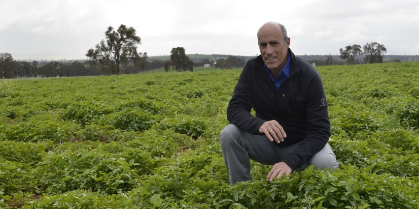 Tedera manual now available for livestock producers