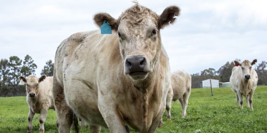 CATTLE INDUSTRY FUNDING SCHEME: Grants for Cattle Biosecurity Research ...