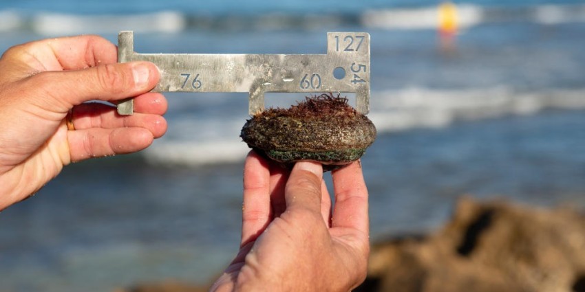 Fishing dates for the 23/24 West Coast Zone abalone season