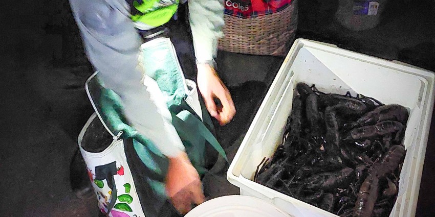 South West marron operation scoops out-of-season fishers