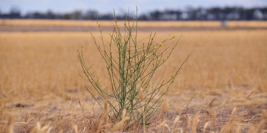 2024 summer skeleton weed campaign protecting paddock productivity