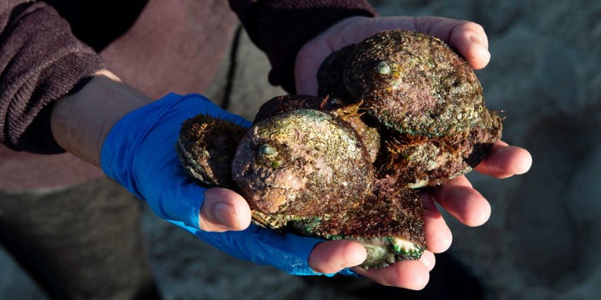 9 March confirmed for replacement abalone fishing hour