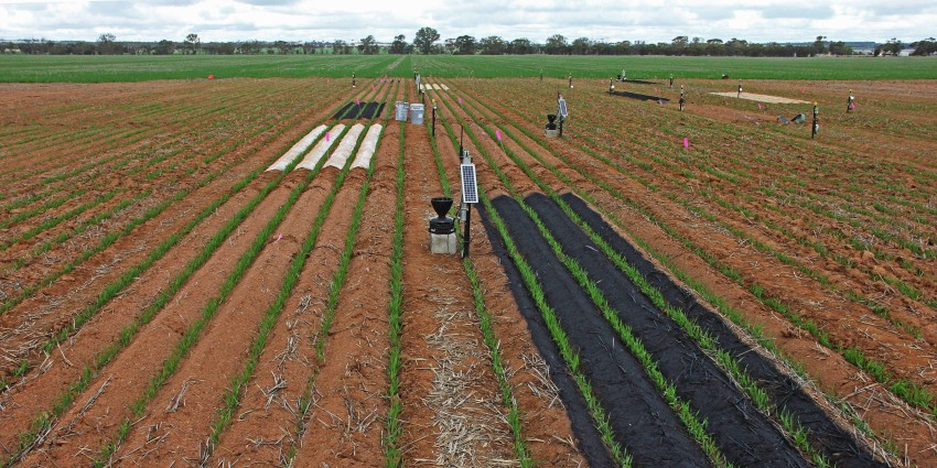 Novel techniques for managing sodic soils in eastern wheatbelt