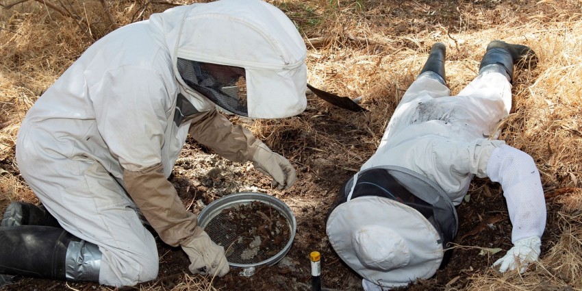 Albany European wasp response to hibernate in winter and thaw in spring