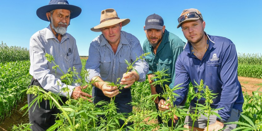 Variety trial demonstrates hope for hemp in the tropics