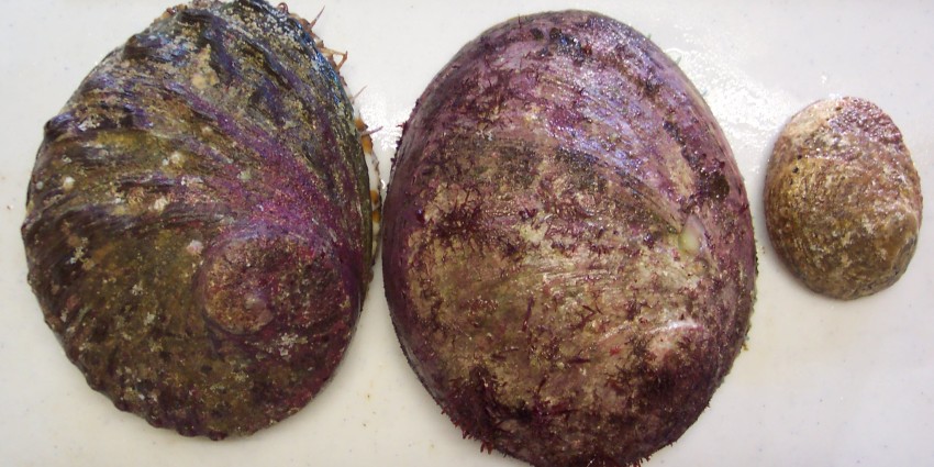 Greenlip abalone remain off limits in southern no-take zone