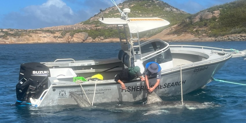 Shark tagging supports public safety through monitoring