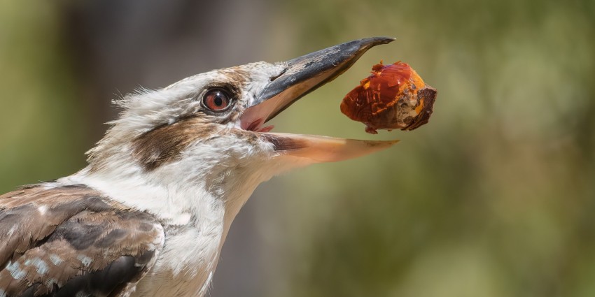 Golden Lens photographic competition now open